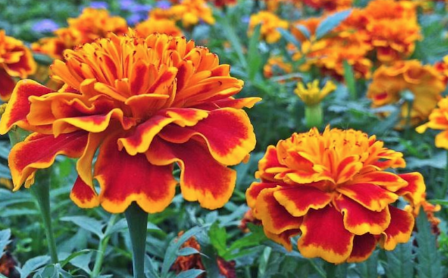 Nema korisnijeg cvijeta: 9 razloga zasto bi trebali saditi Kadife u ...